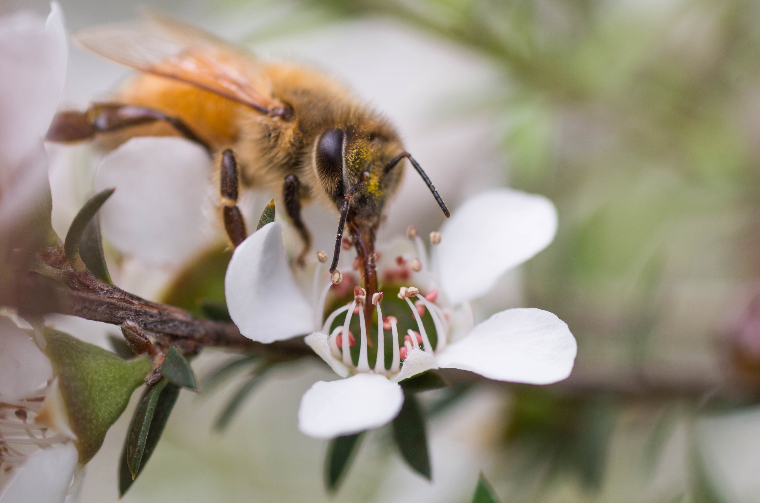 Midlands Apiaries - Leading Supplier on New Zealand Manuka Honey ...