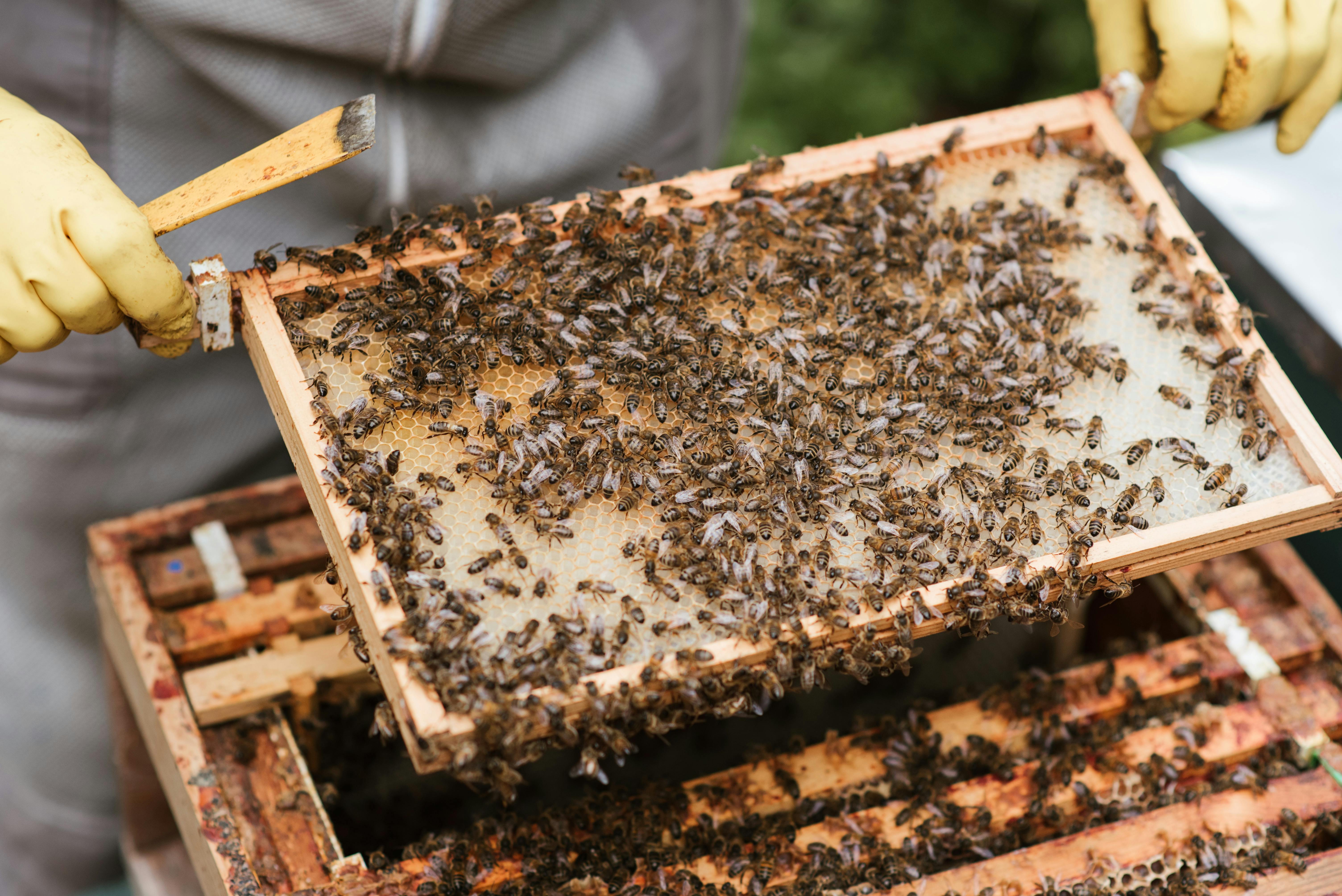 Behind The Hive: Primal's Commitment To Ethical Beekeeping – Primal By ...